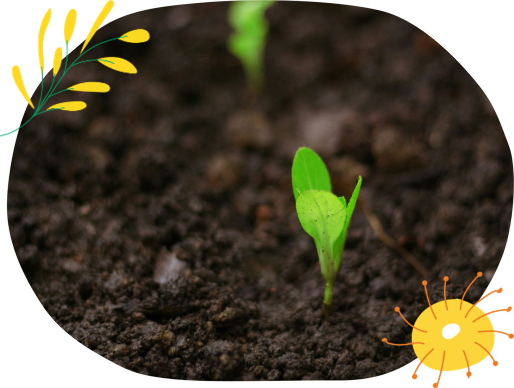 Seed Collection - Habitat Warriors