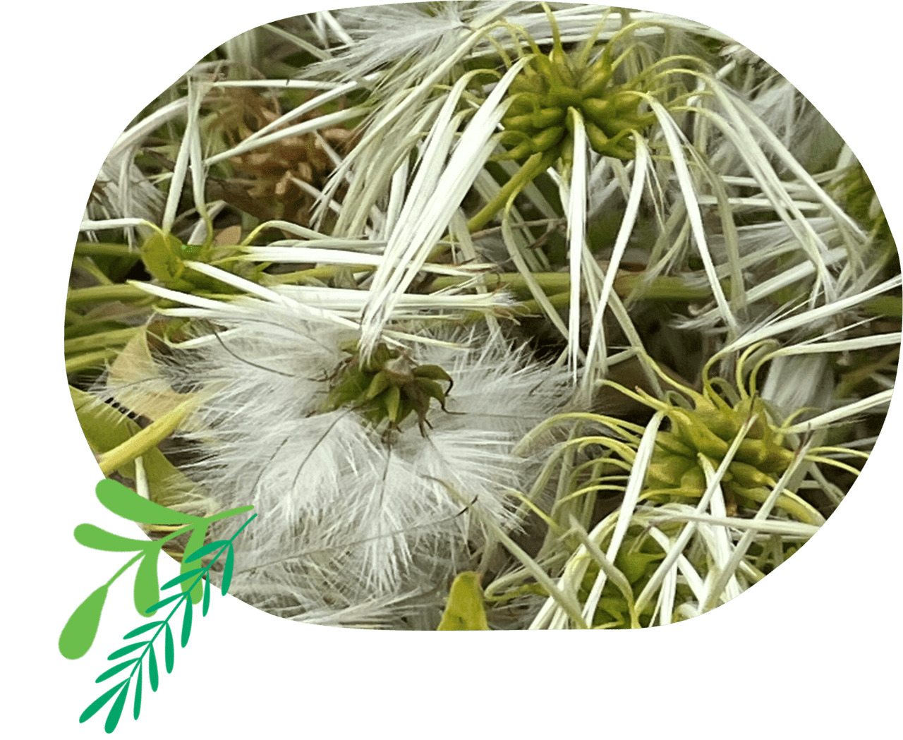 Applying for a Seed Collection Permit - Habitat Warriors